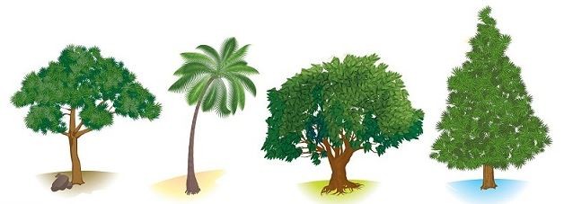 Blog: A Tree Is a Tree – Christine Alfery's Gallery